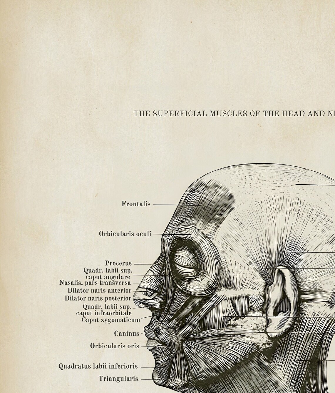 Muscles of the Head and Neck Print - Anatomy Printable - Vintage ...
