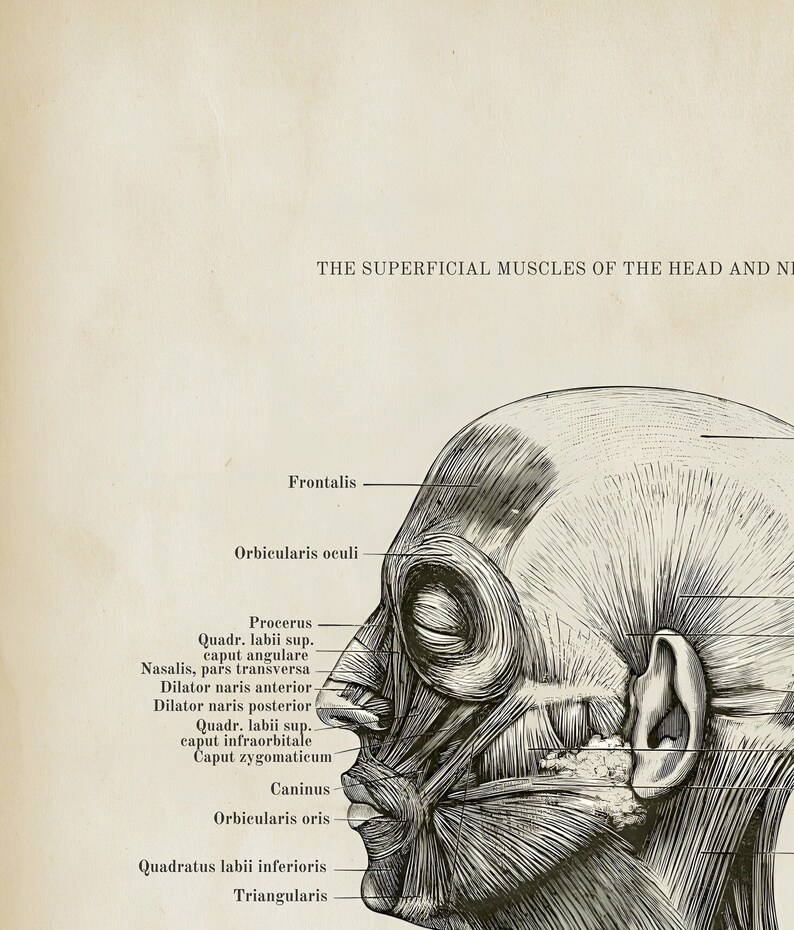 Muscles of the Head and Neck Print - Anatomy Printable - Vintage ...