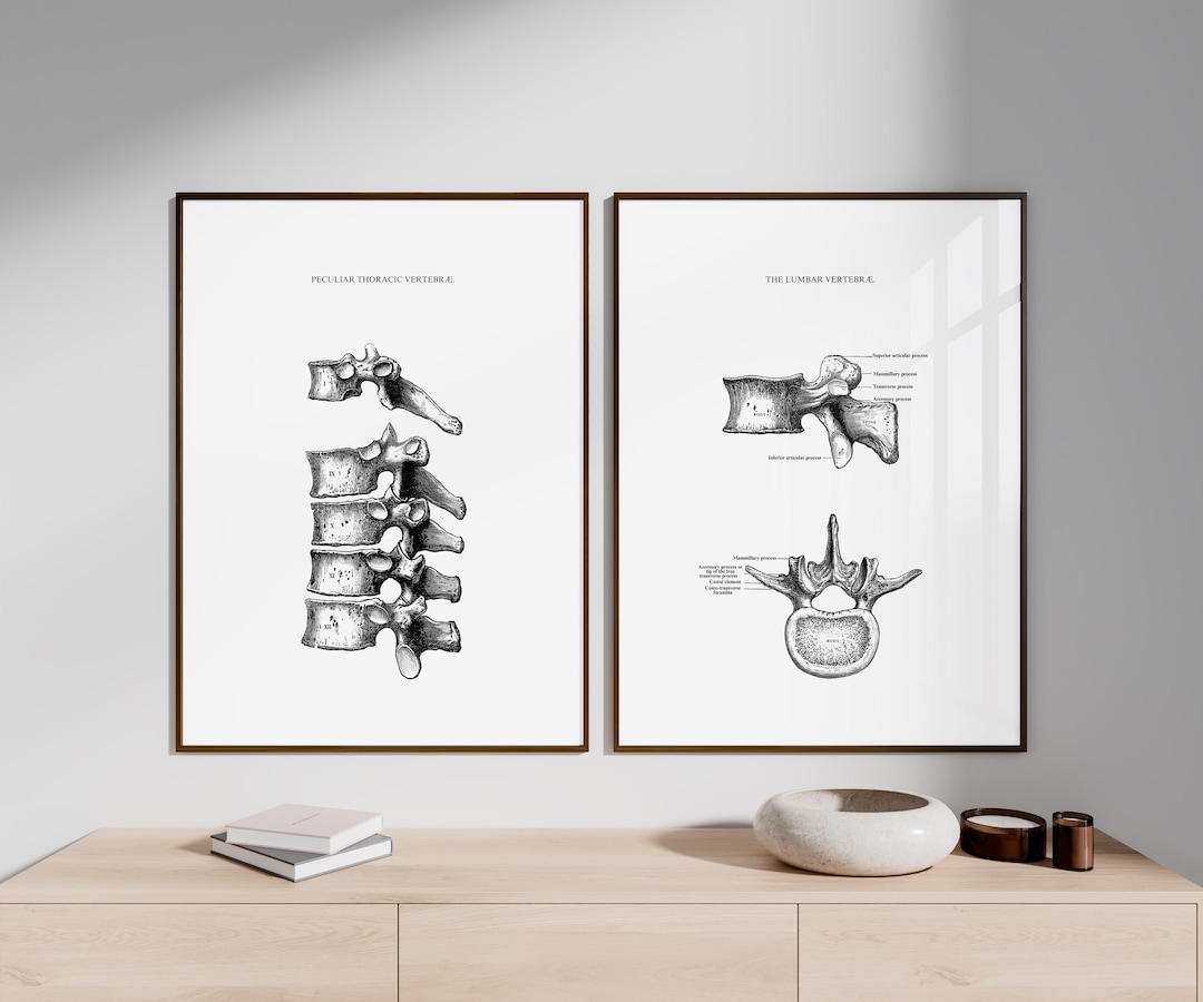 Vintage Spine Anatomy Art Print: Thoracic & Lumbar Vertebrae (digital ...
