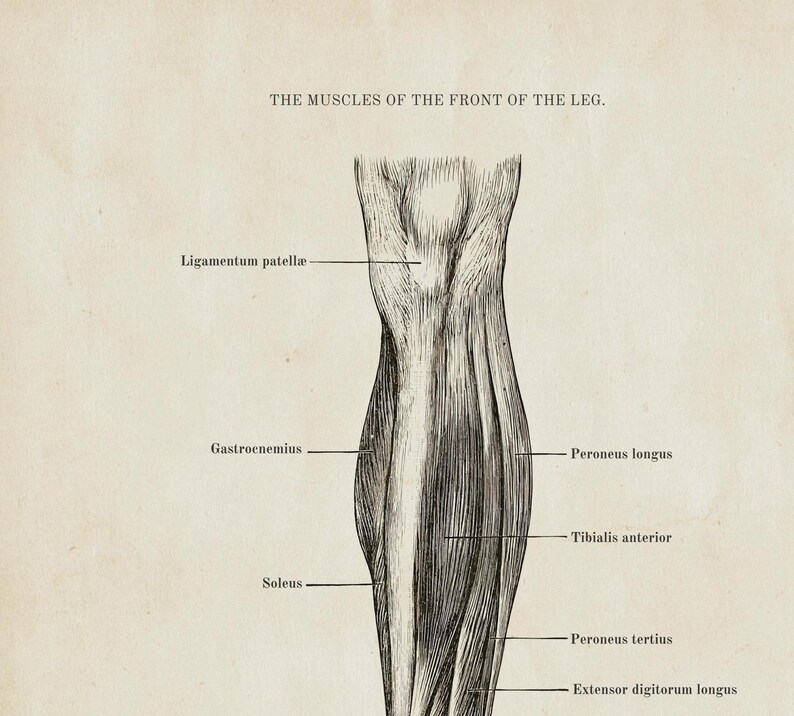 Muscles of the Front of the Leg - Anatomy Printable - Vintage Anatomy ...