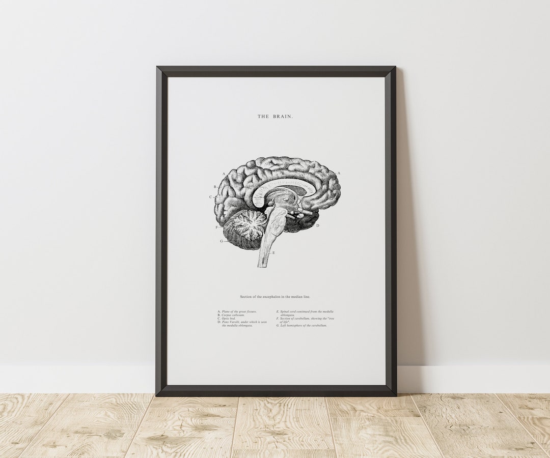 Anatomical Brain Print - Printable Wall Art - Brain Wall Art - Vintage ...