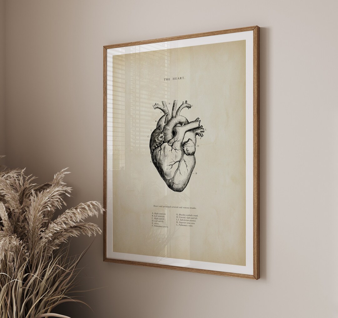 Anatomical Heart Print - Printable Wall Art - Heart Wall Art - Vintage ...