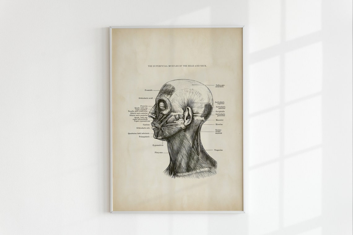 Muscles of the Head and Neck Print - Anatomy Printable - Vintage ...