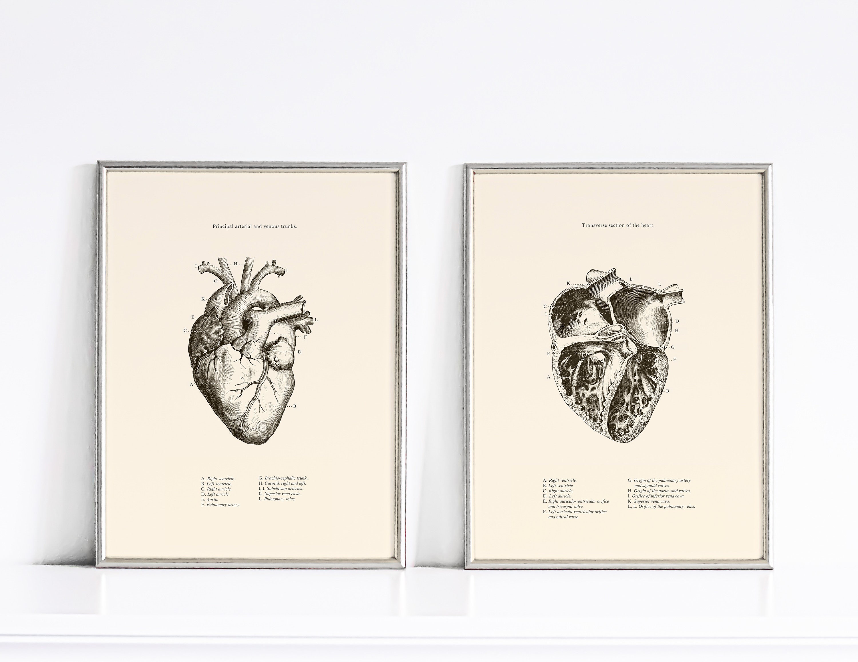 Anatomical Heart Print - Printable Wall Art - Heart Wall Art - Vintage ...