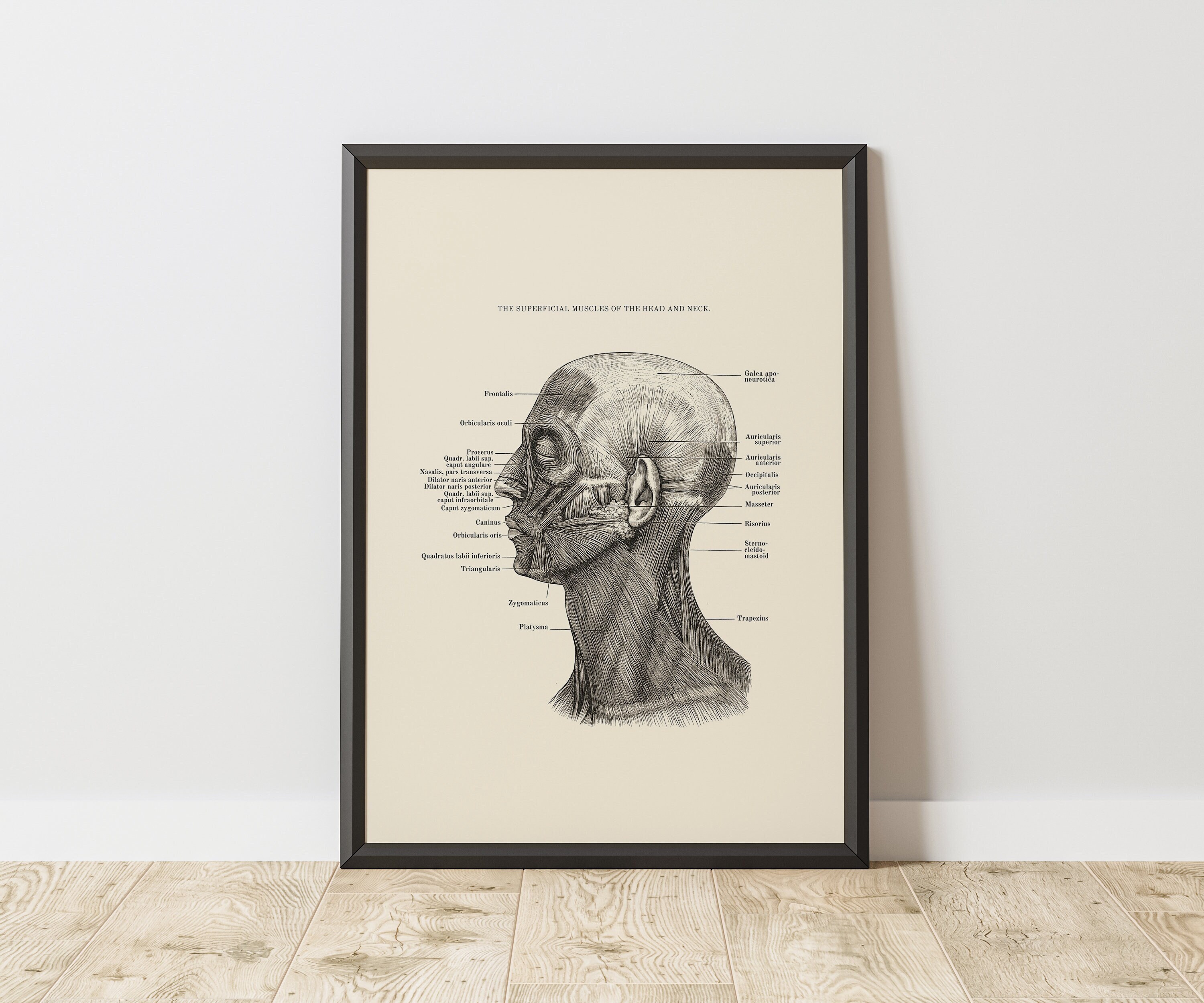 Muscles of the Head and Neck Print - Anatomy Printable - Vintage ...