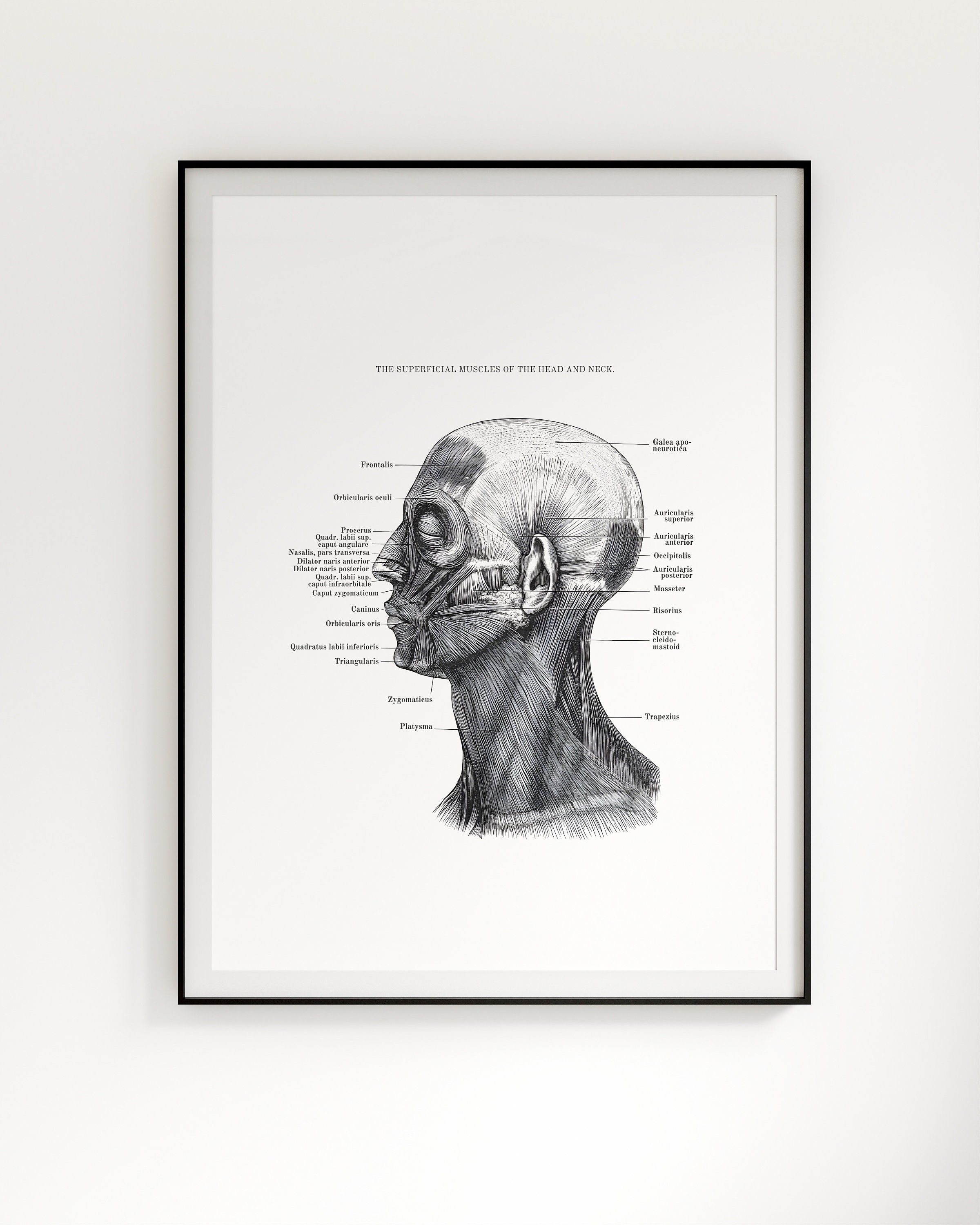 Muscles of the Head and Neck Print - Anatomy Printable - Vintage ...