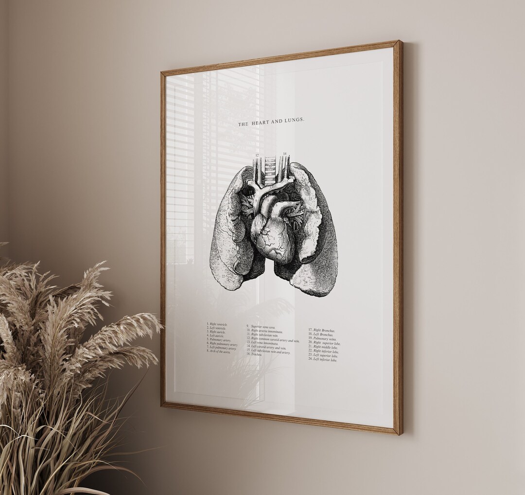 Vintage Anatomical Heart and Lungs Print: Scientific Poster (digital ...