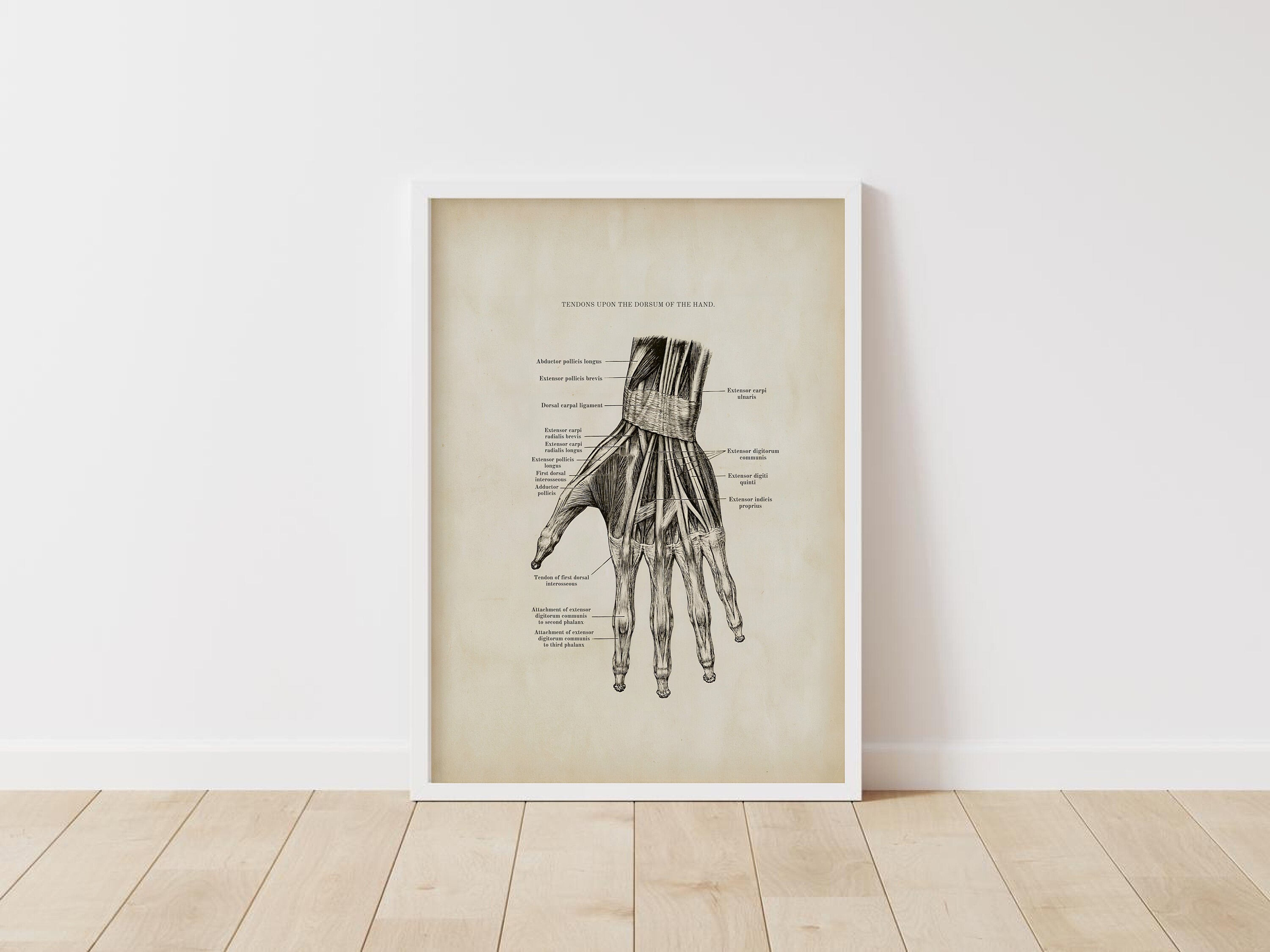 Vintage Anatomy Art Print: Tendons of the Hand (digital Download) - Etsy