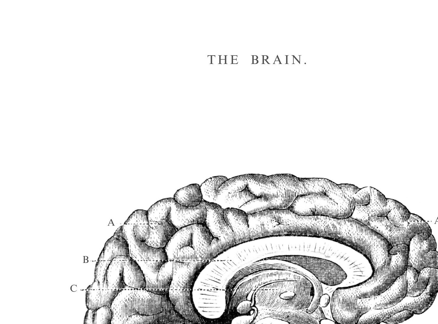 Anatomical Brain Print Printable Wall Art Brain Wall Art Vintage ...