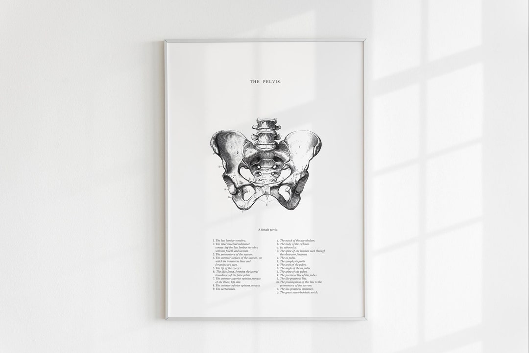 Pelvis Printable - Human Pelvis Print - Vintage Anatomy Art - Female ...