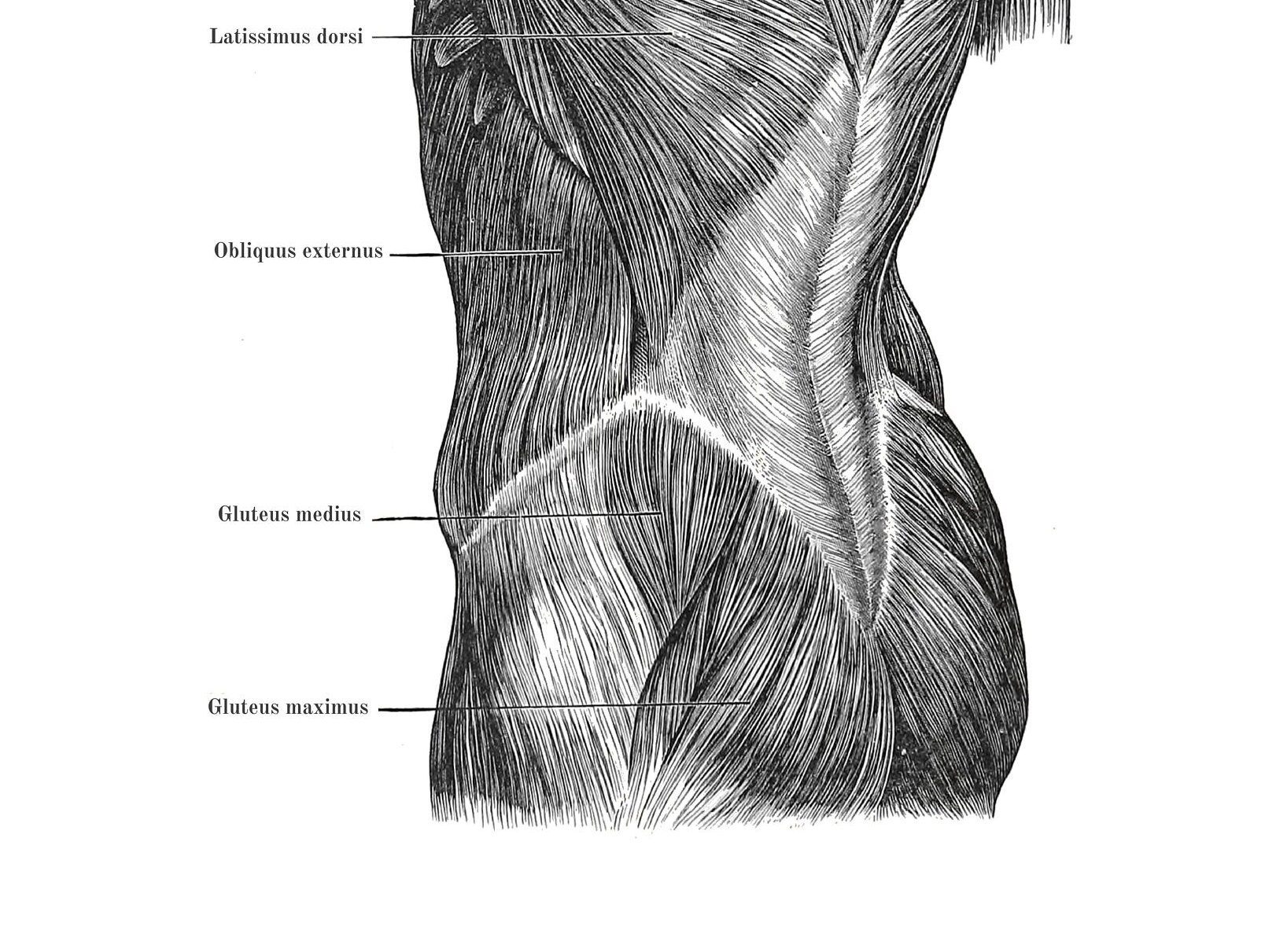 Muscles of the Back Print - Anatomy Art Printable - Vintage Anatomy ...