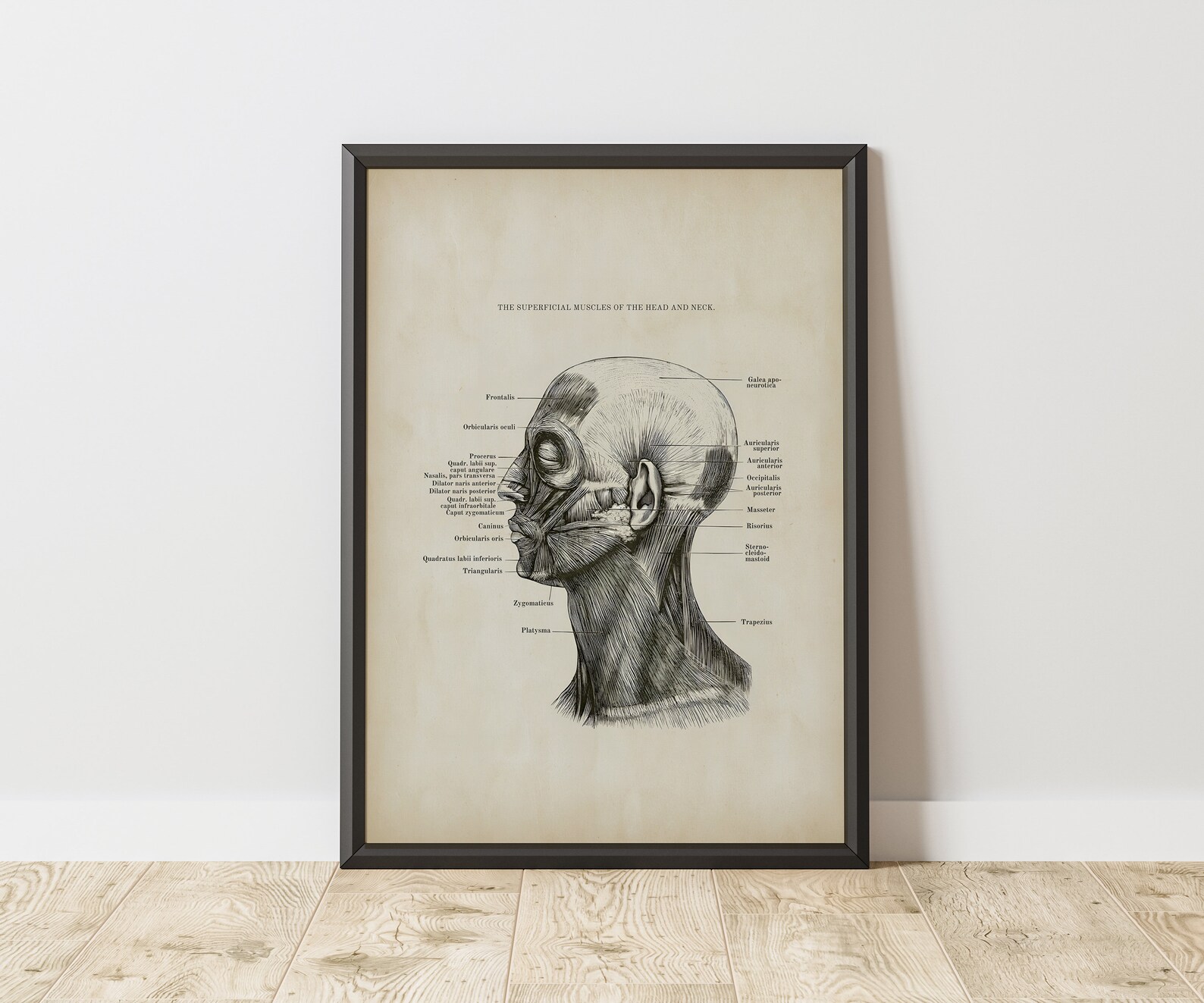 Muscles of the Head and Neck Print - Anatomy Printable - Vintage ...
