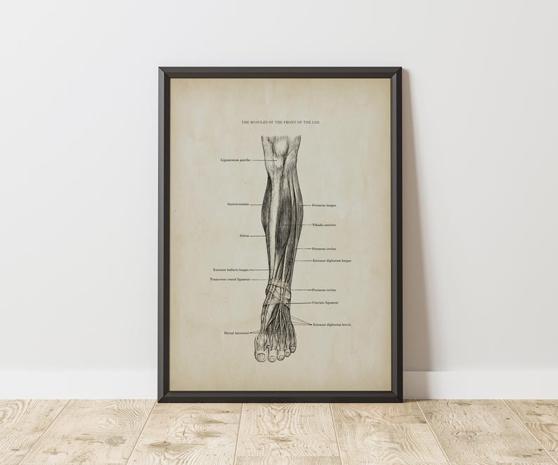 Vintage Leg Muscles Anatomy Print: Scientific Poster (digital Download ...