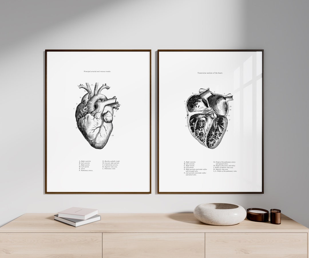 Anatomical Heart Print - Printable Wall Art - Heart Wall Art - Vintage ...
