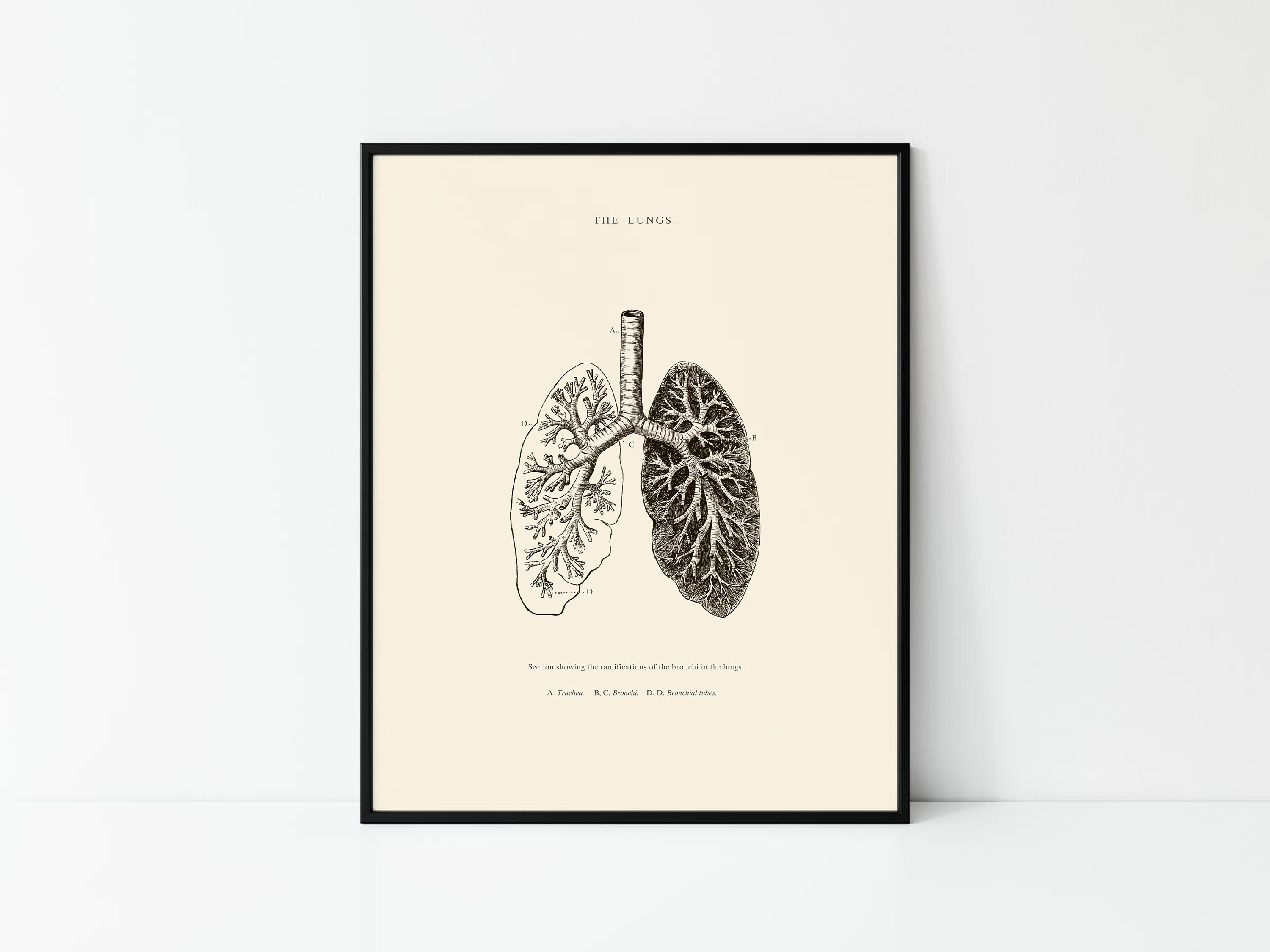 Human Lungs Printable Human Anatomy Wall Art Vintage Anatomy Black ...