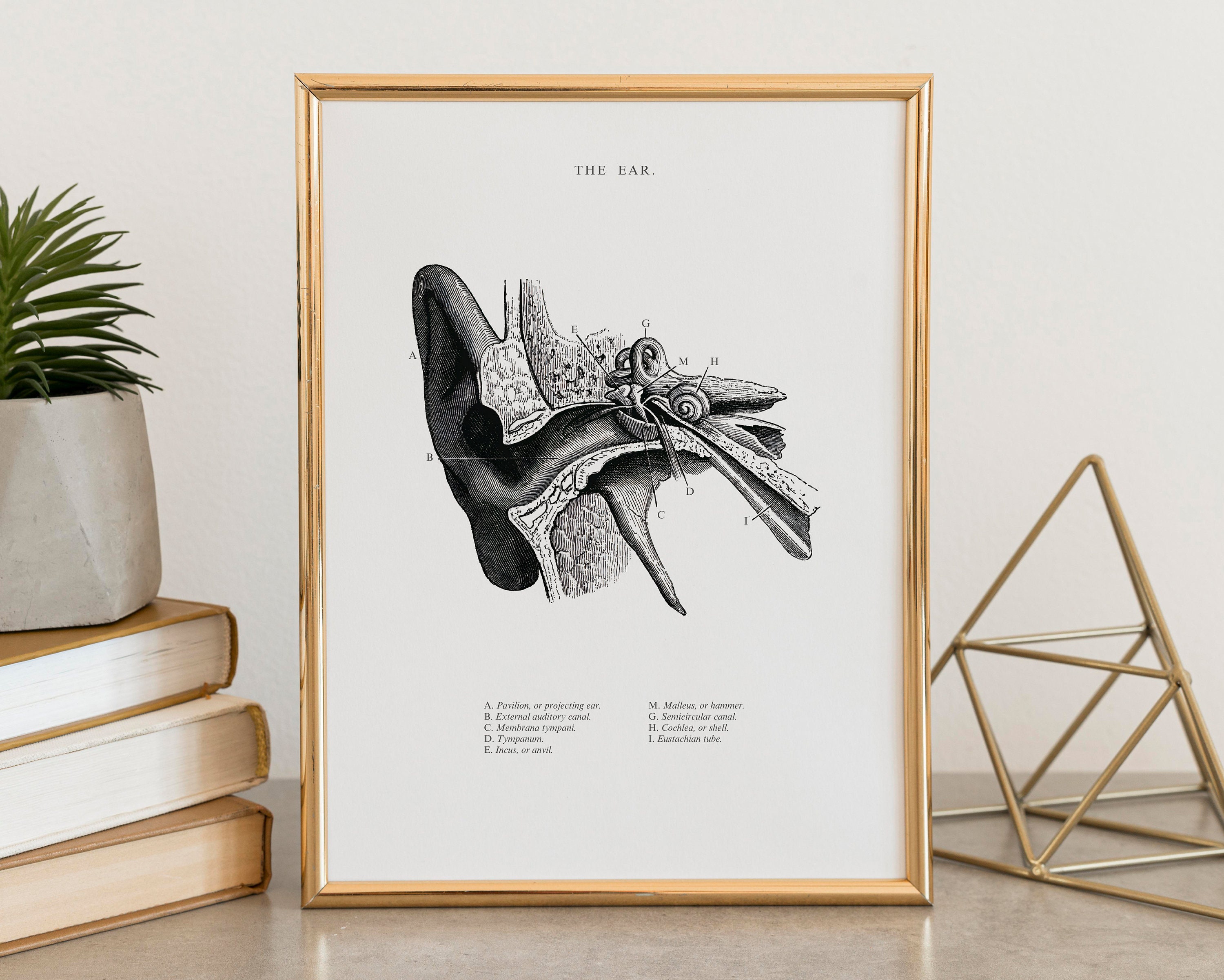 Human Ear Anatomy - Human Anatomy Printable - Vintage Anatomy - Black ...