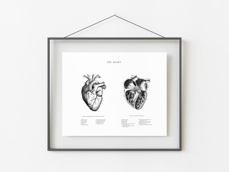 Anatomical Heart Print - Printable Wall Art - Heart Wall Art - Vintage ...