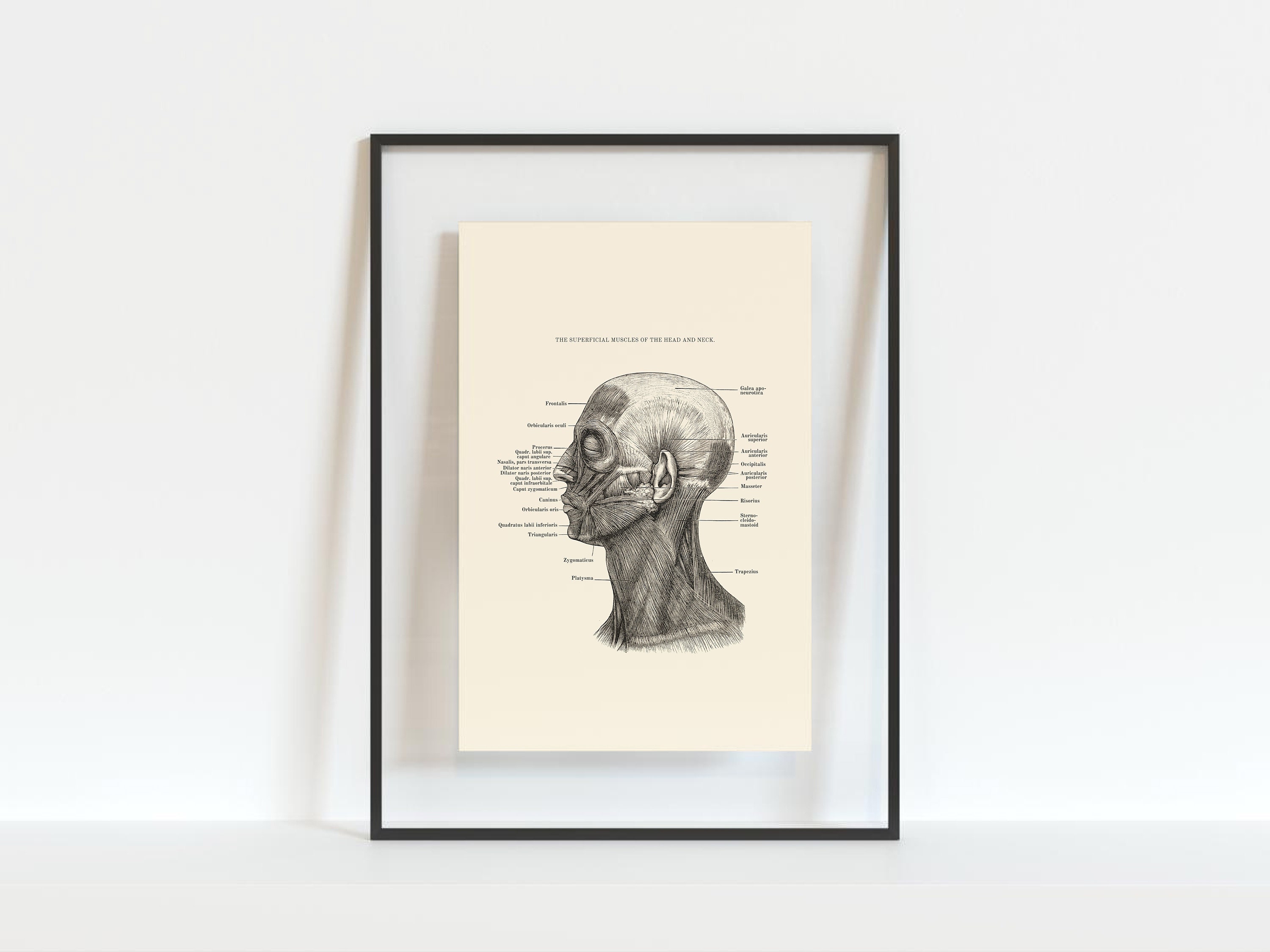 Muscles of the Head and Neck Print - Anatomy Printable - Vintage ...