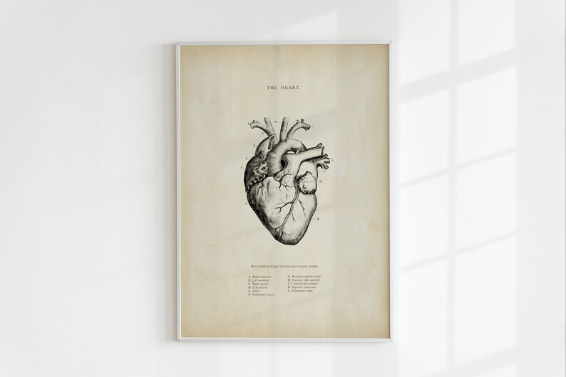 Anatomical Heart Print - Printable Wall Art - Heart Wall Art - Vintage ...