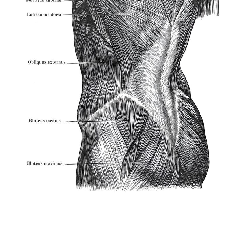 Vintage Anatomy Print: Muscles of the Back and Shoulder (digital ...