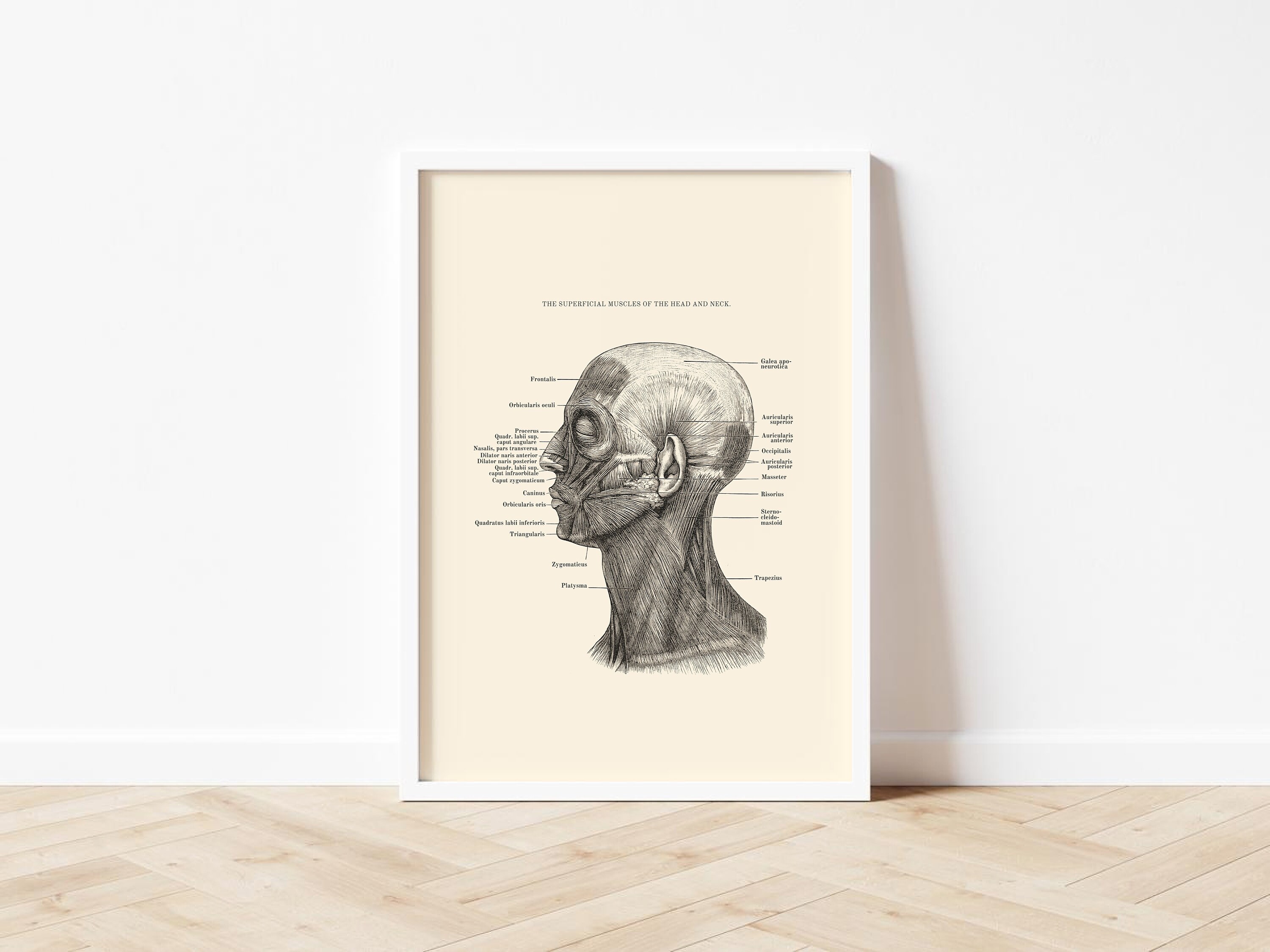 Muscles of the Head and Neck Print - Anatomy Printable - Vintage ...