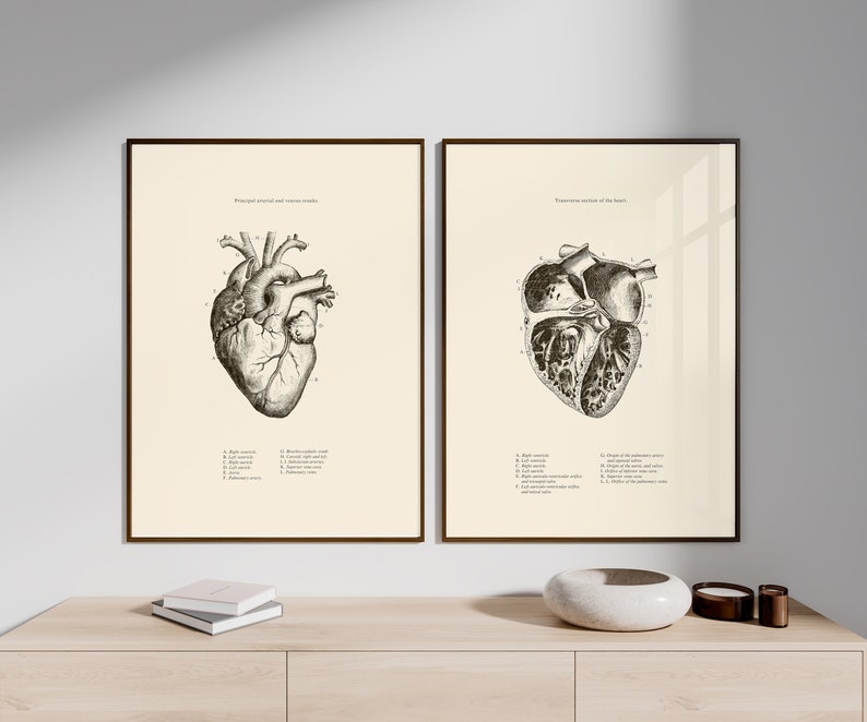 Anatomical Heart Print - Printable Wall Art - Heart Wall Art - Vintage ...