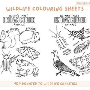 Wildlife Colouring Sheets Printable - 2 A4 Colouring Sheets - Britian's ...