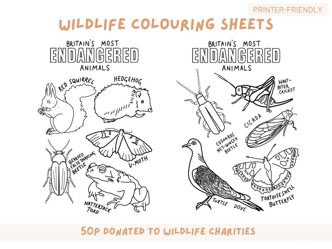 Wildlife Colouring Sheets Printable 2 A4 Colouring Sheets Britian's ...