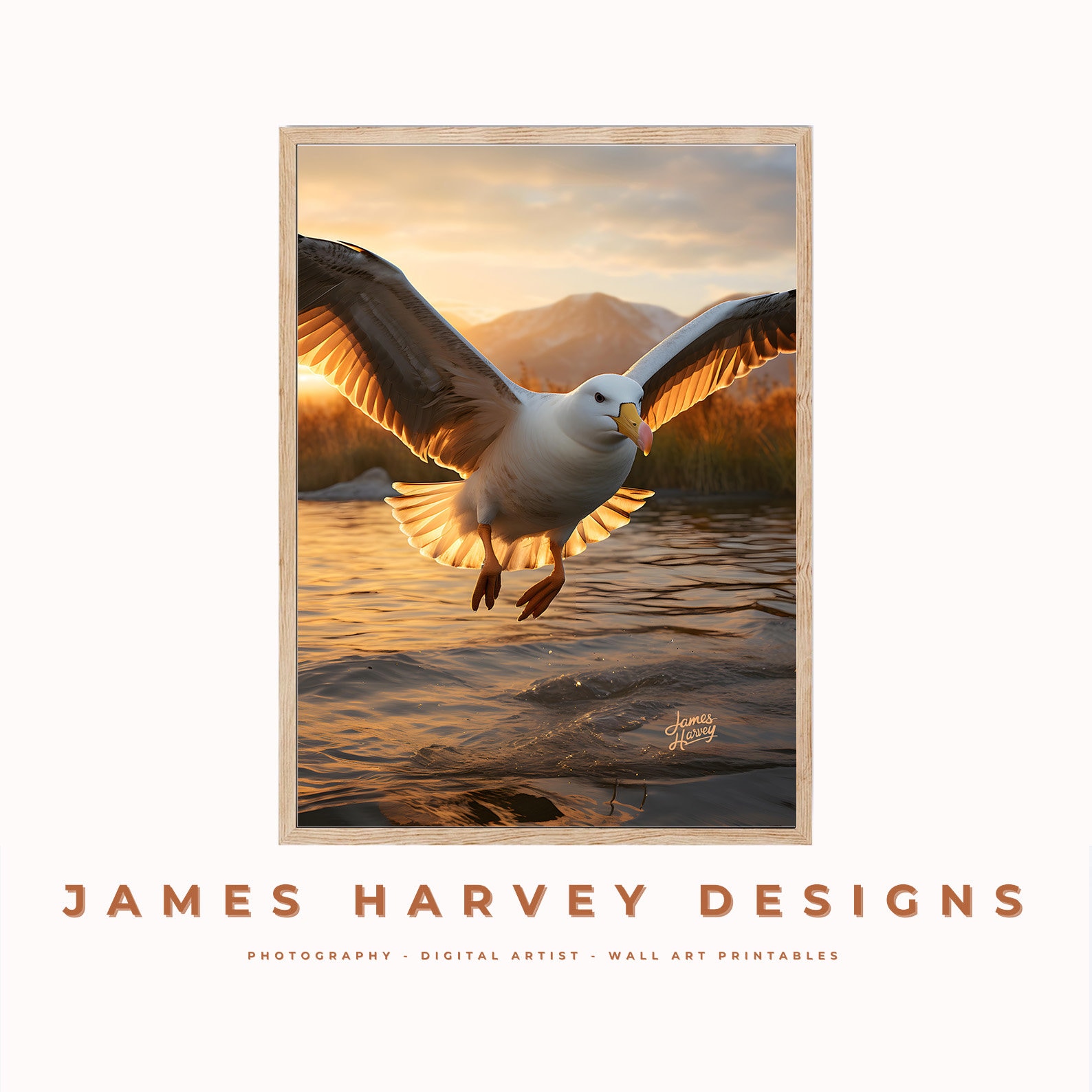 Albatross Photography Wall Art Digital Download Downloadable Wall Art ...