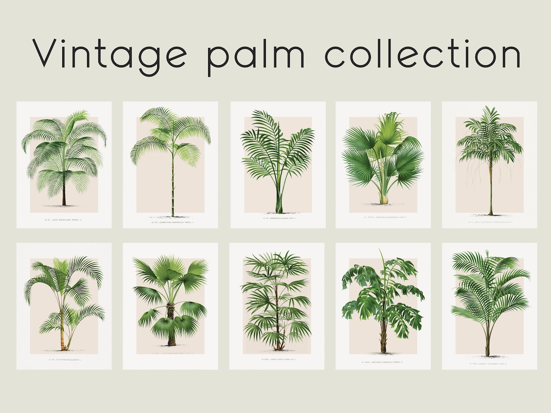 Vintage Palm Trees Set of 10, Botanical Wall Collage, Vintage Botanical ...