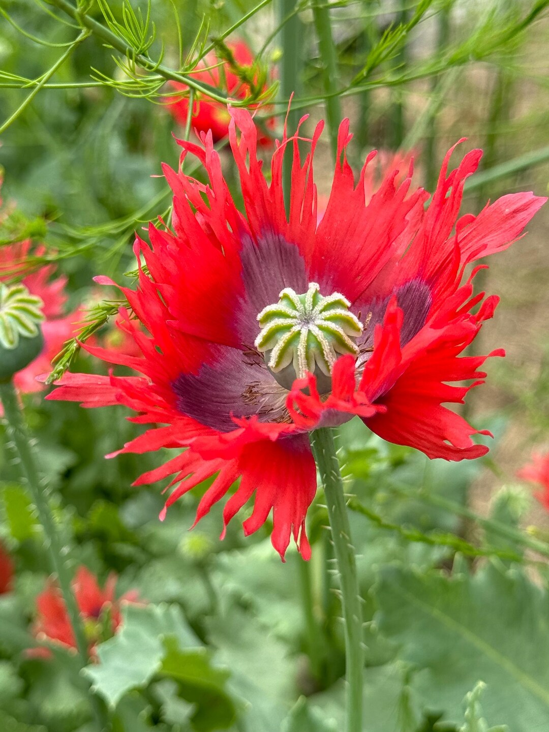 Red Fringe Poppy 100 Seeds - Etsy