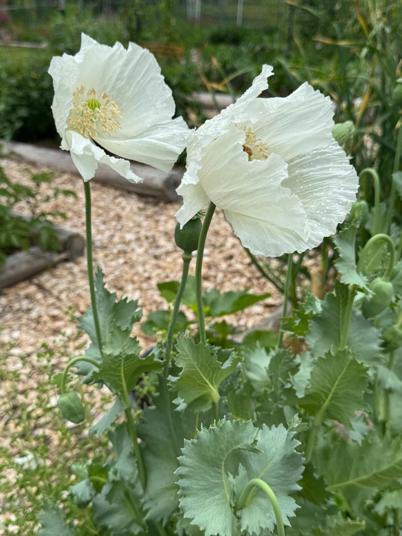 White Poppy (papaver Somniferum) 200 Seeds - Etsy