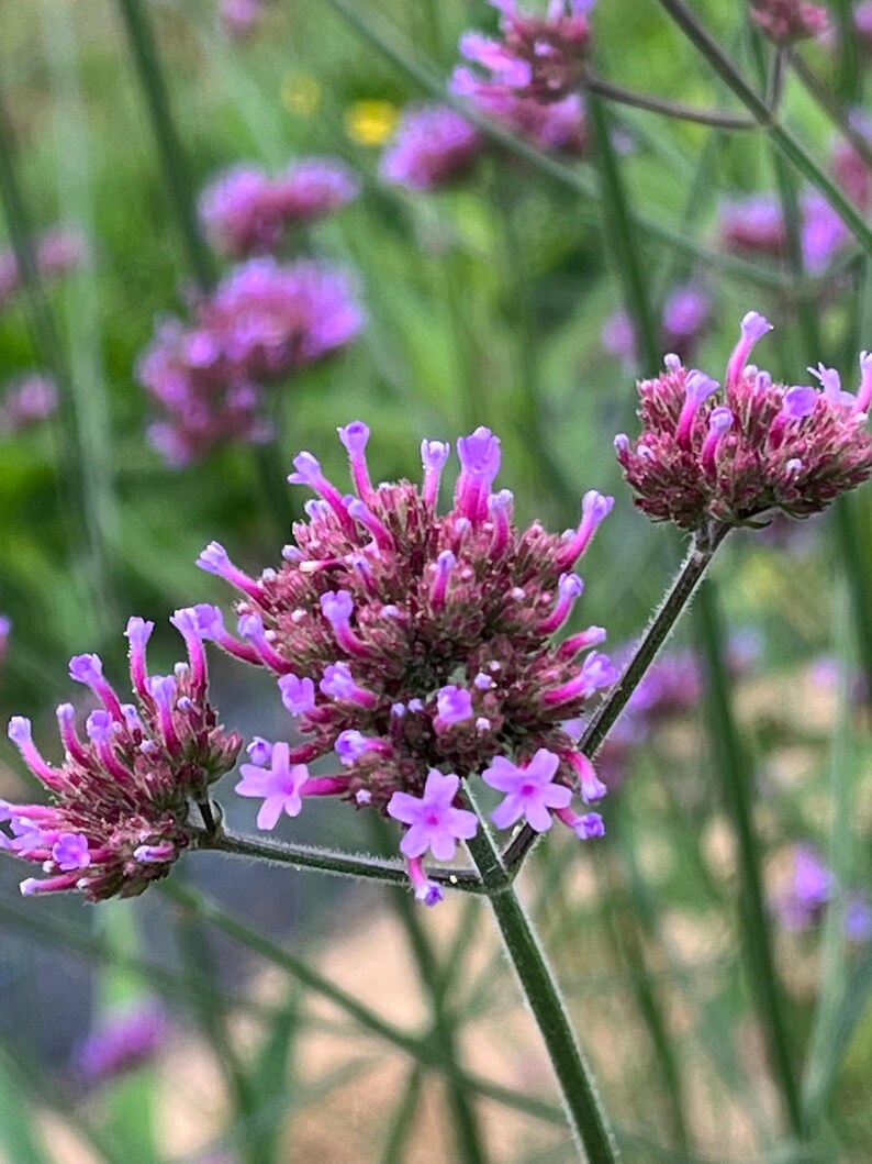 Tall Verbena Bonariensis (100 Seeds) - Etsy