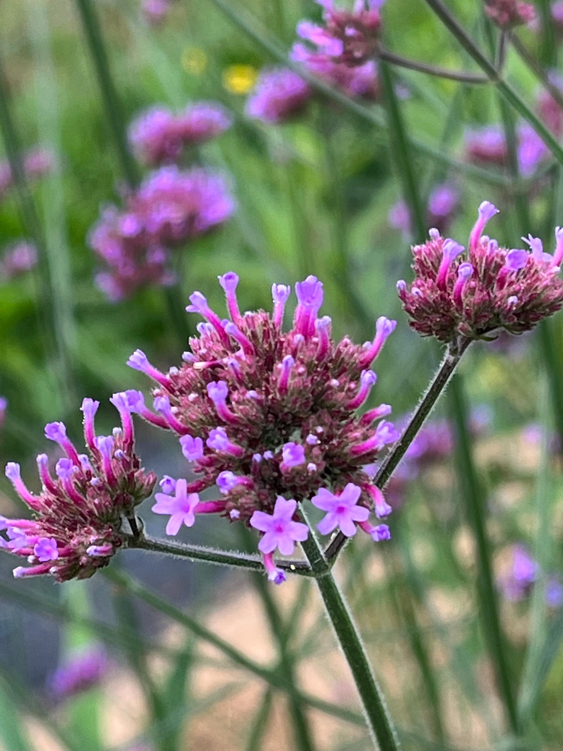 Tall Verbena Bonariensis (100 Seeds) - Etsy