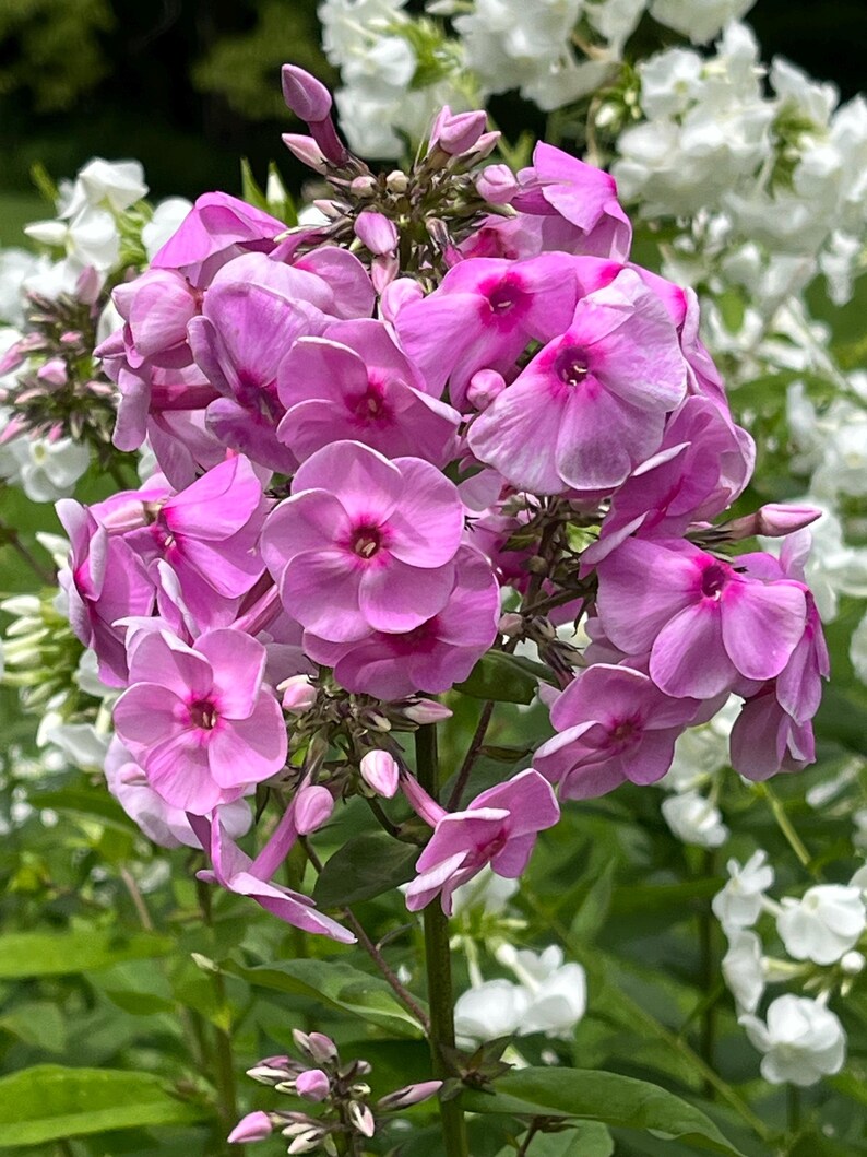 Tall Garden Phlox (25 Seeds) - Etsy