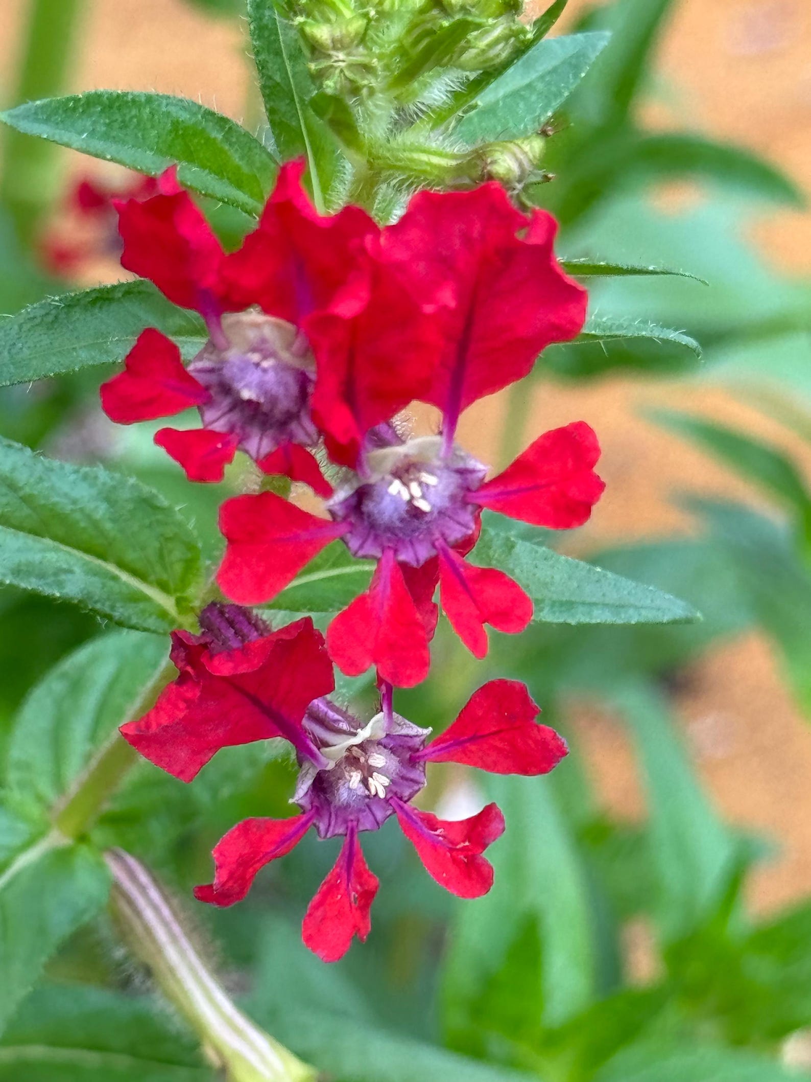 Cuphea 'firefly' (25 Seeds) - Etsy