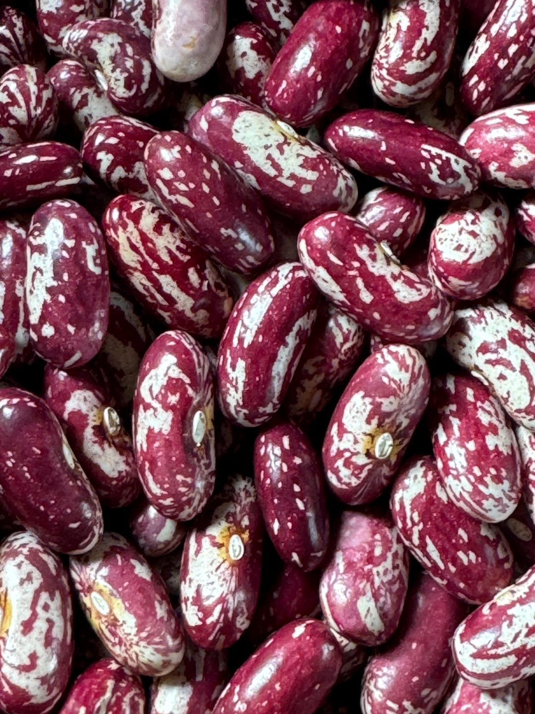 Seneca Hodson Silver Wax Bean (25 Seeds) - Etsy