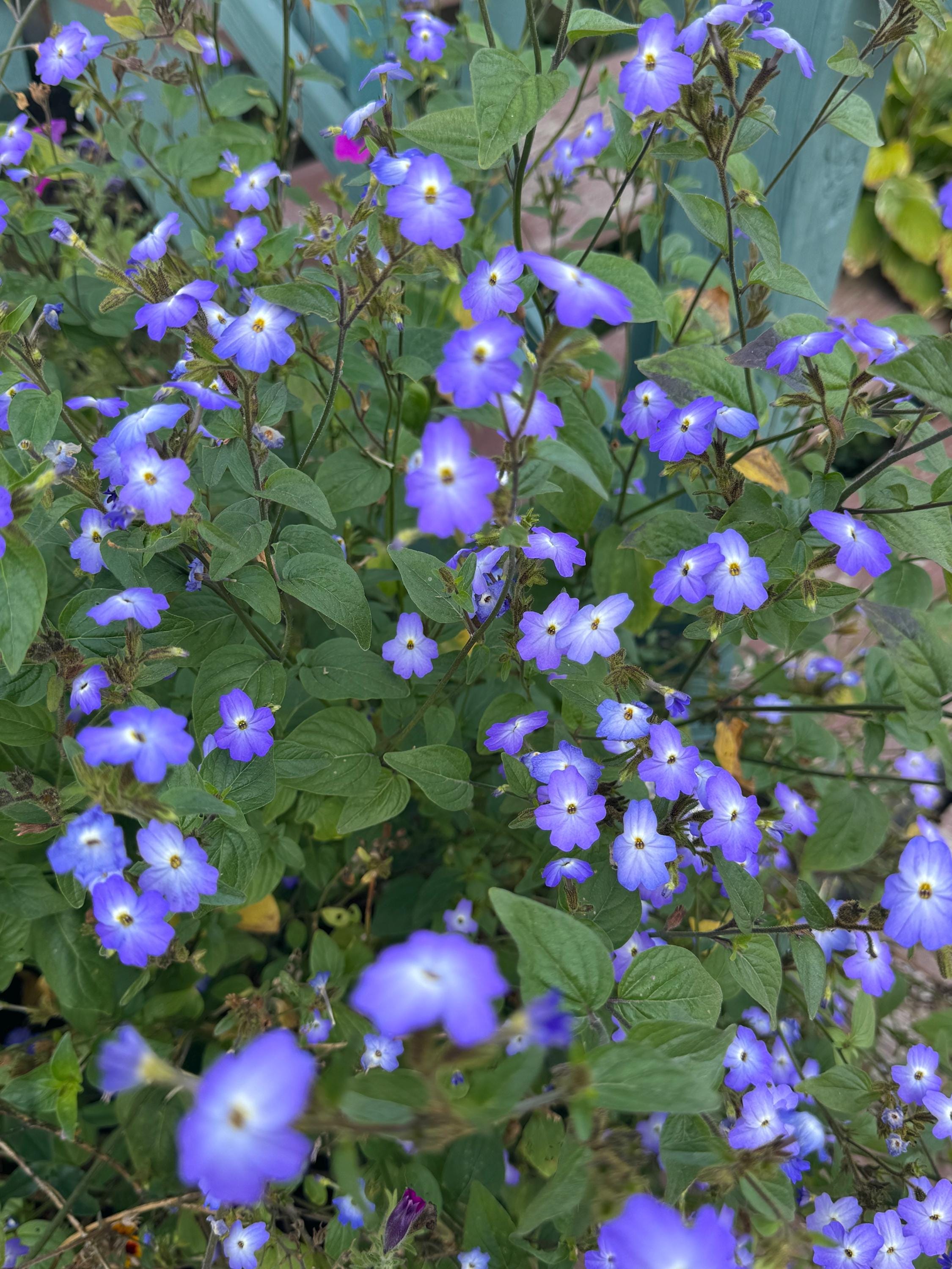 Browallia Americana 'blue Lady' (50 Seeds) - Etsy