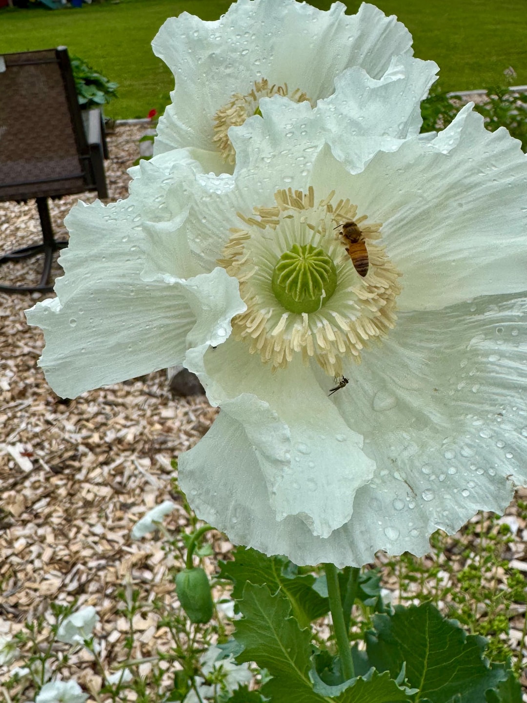 White Poppy (papaver Somniferum) 200 Seeds - Etsy