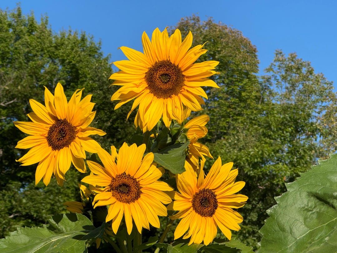Sunflower - Seneca Landrace Heirloom (25 Seeds) - Etsy