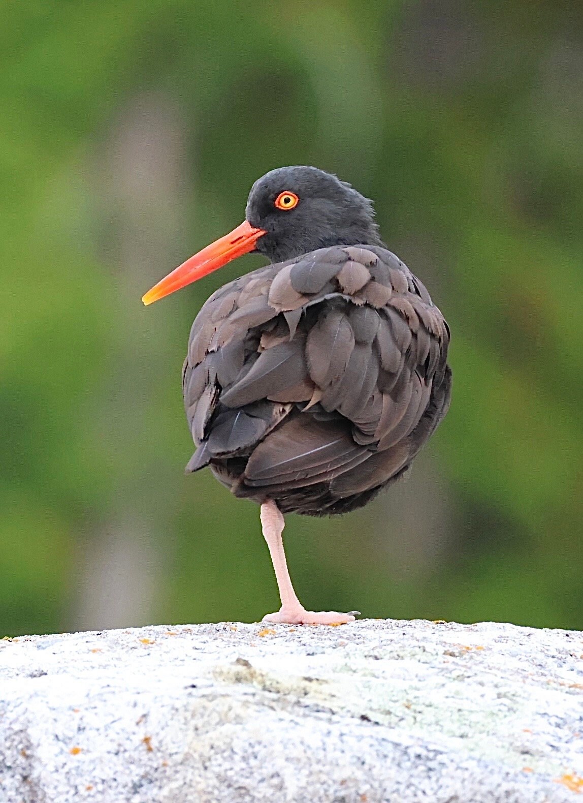 8x10 Photo Enlargement choice of 6 Different Images With 11x14 Double ...