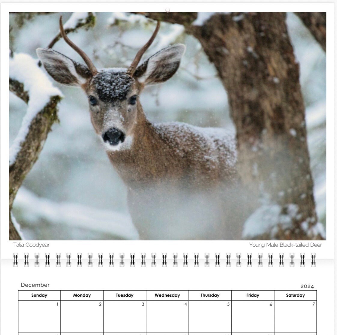 12 Month Wildlife Wall Calendar 2024, 8.5x11, Spiral Bound, Featuring ...