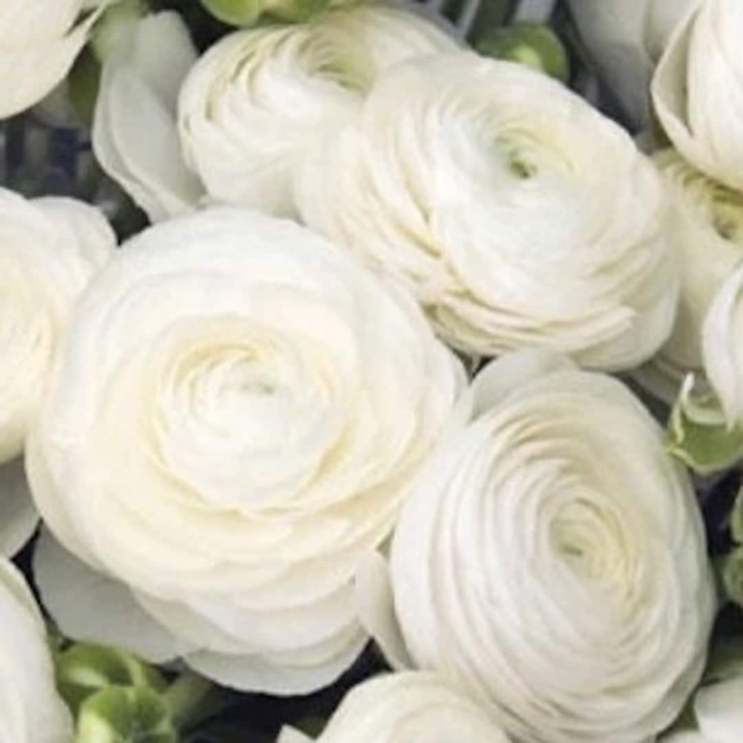 Ranunculus Amandine White 5 Corms - Etsy