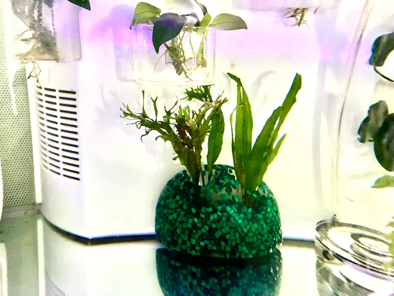 Aquarium Plant Holders sparkle Java Ferns, Anubias, and Other Stem ...