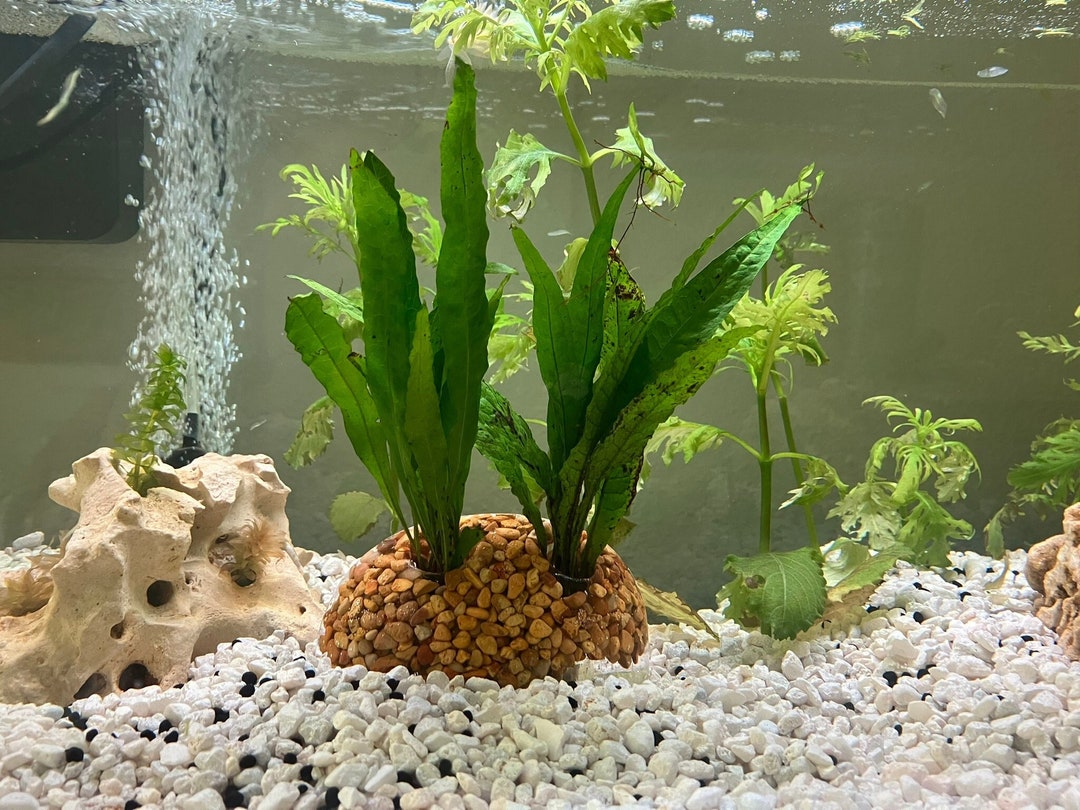 Aquarium Plant Holder for Java Ferns, Anubias, Lucky Bamboo, and Other ...