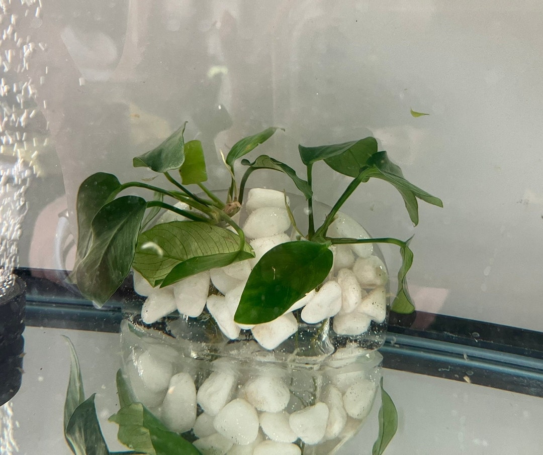 Aquarium Plant Holder for Java Ferns, Anubias, Lucky Bamboo, and Other ...