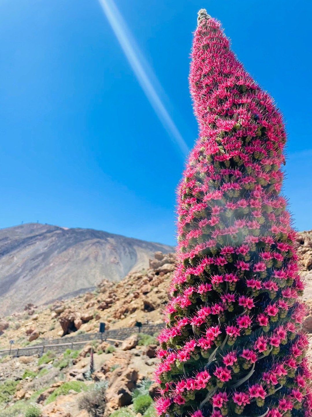 A Splendid Shot of the Typical Canarian Plant Called tajinaste. the ...