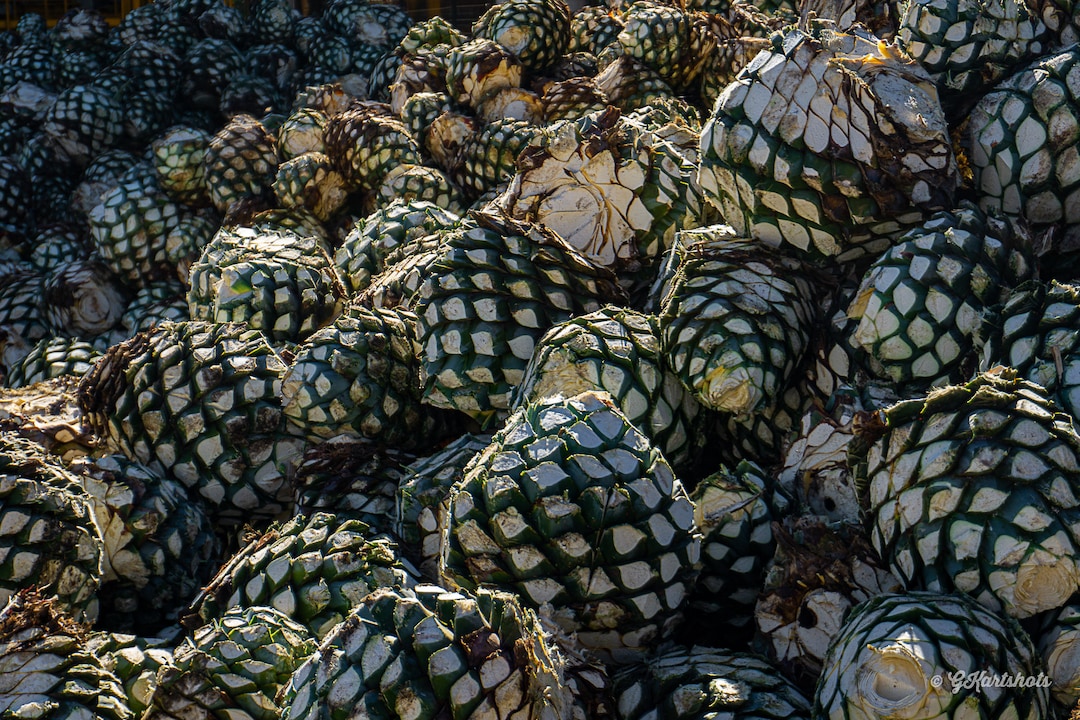 Capturing the Essence of Tequila-making: A Stunning Photo Print of Blue ...