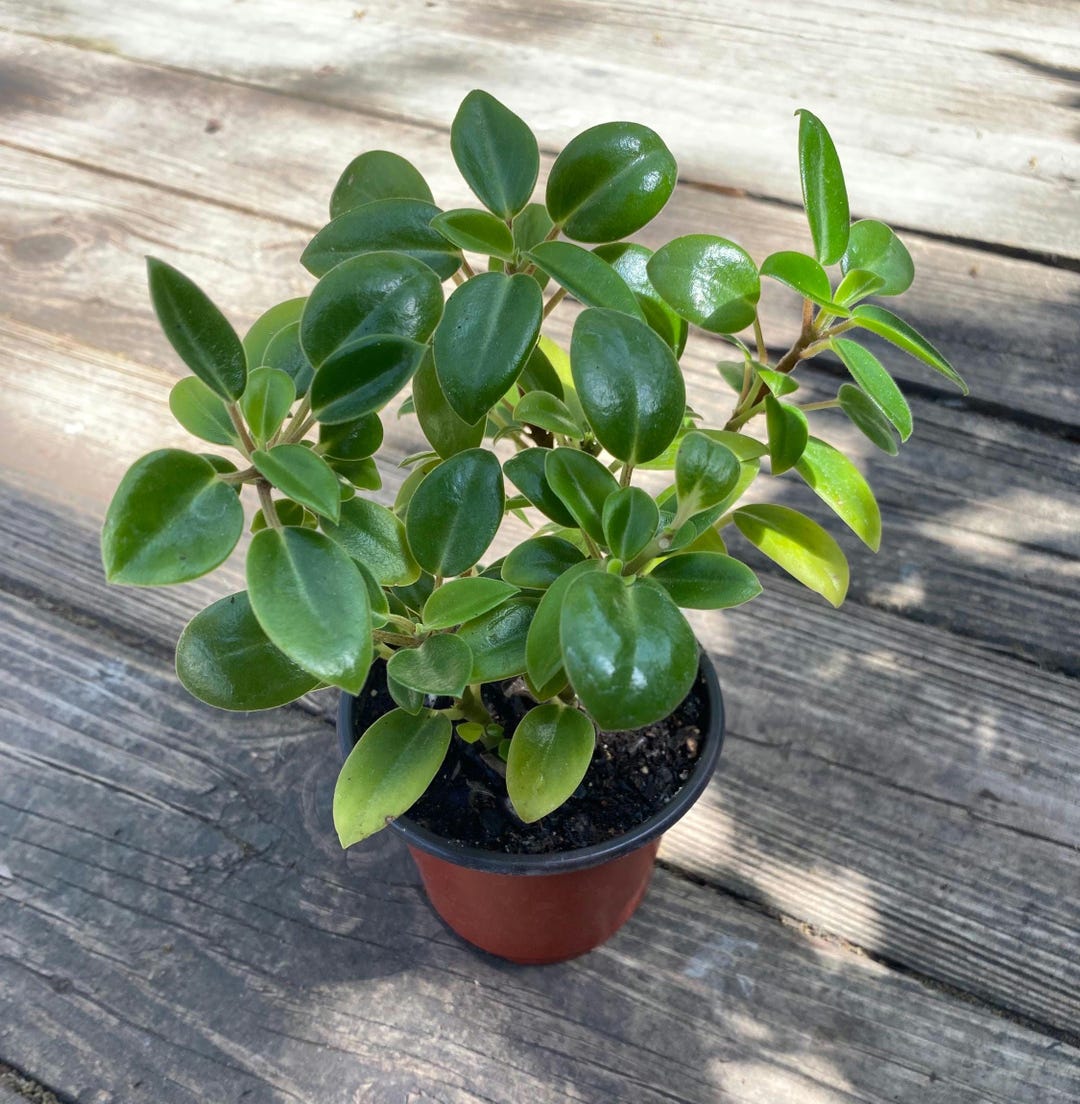 Peperomia Orba - Teardrop Plant ( 4-6in) - Etsy