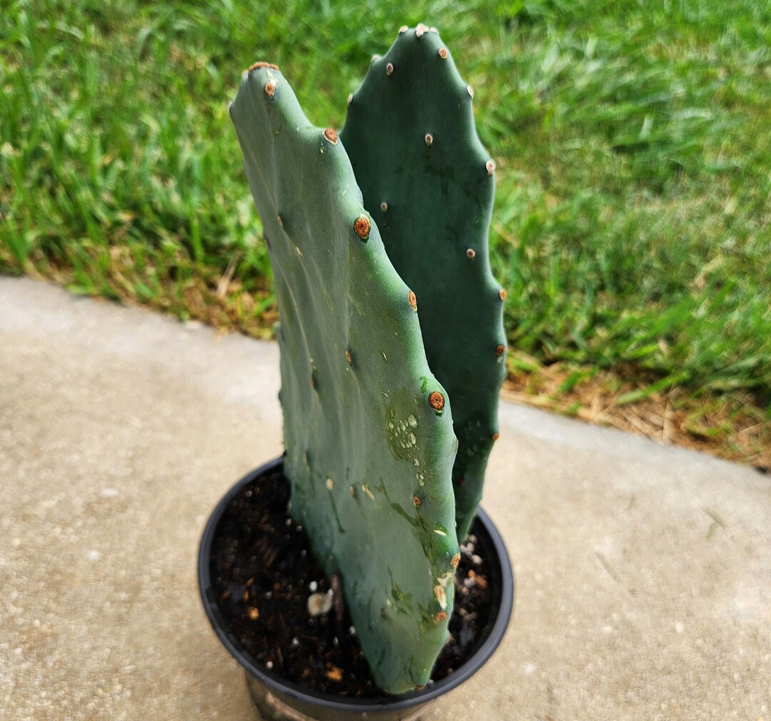 Prickly Pear Cactus Plant , Rooted Cactus , Thornless Smooth Prickly ...